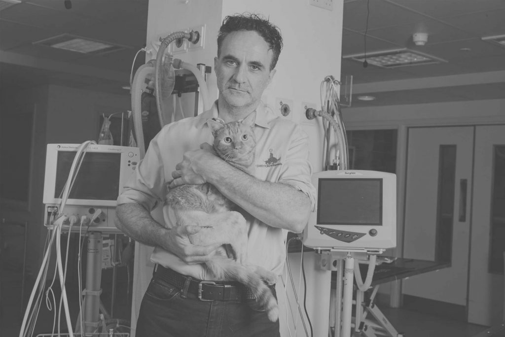 noel-cat-bw - Professor Noel Fitzpatrick